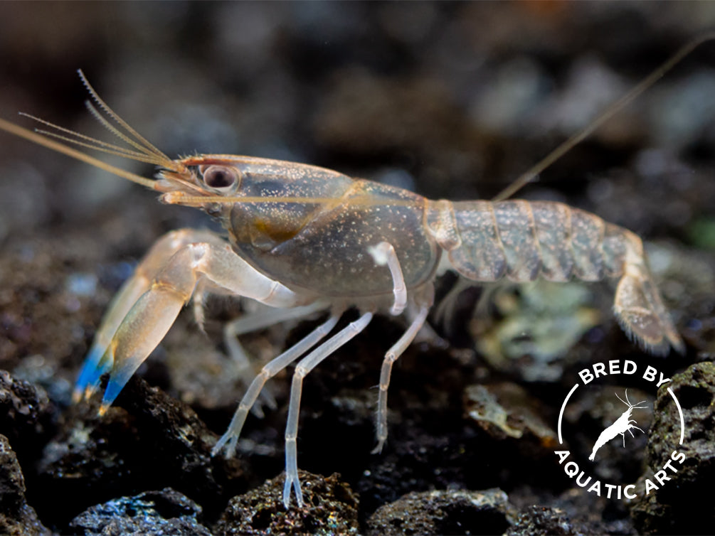 Imperial Purple Crayfish (Cherax alyciae) - Aquatic Arts