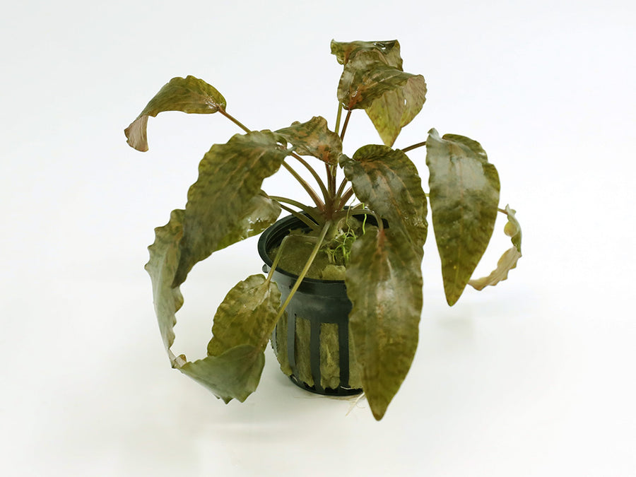 Crypt Plants – Aquatic Arts