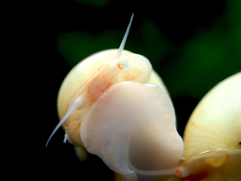 Ivory White Mystery Snails (Pomacea bridgesii) - Aquatic Arts