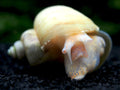 Ivory White Mystery Snails (Pomacea bridgesii) - Aquatic Arts