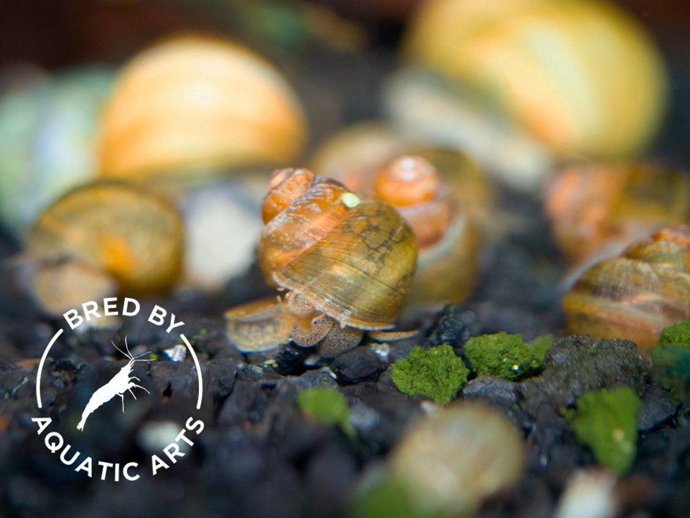 Japanese Trapdoor Snails, BREDBY: Aquatic Arts