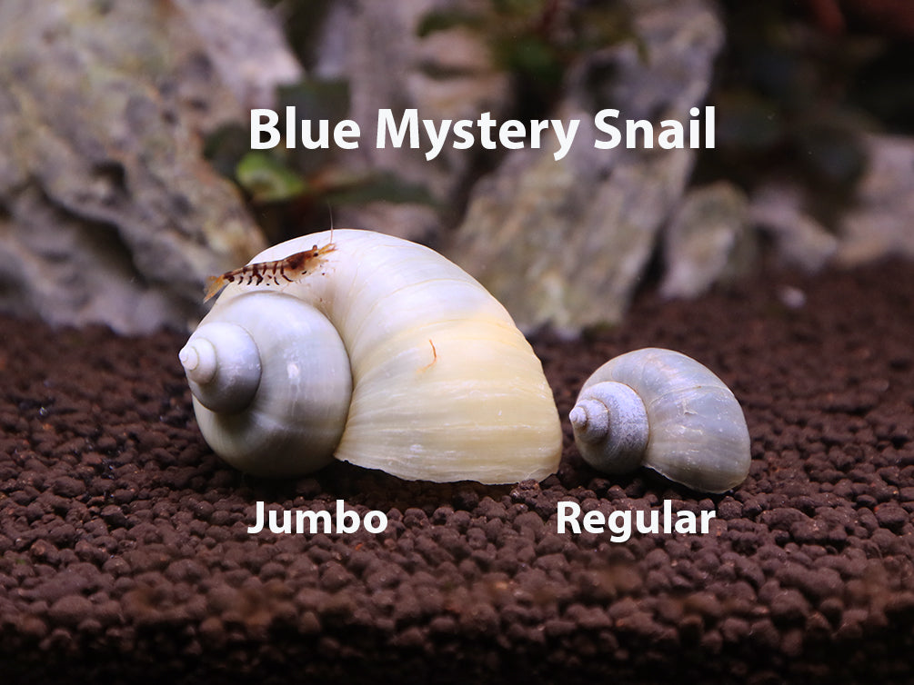Blue Mystery Snails (Pomacea bridgesii) - Aquatic Arts