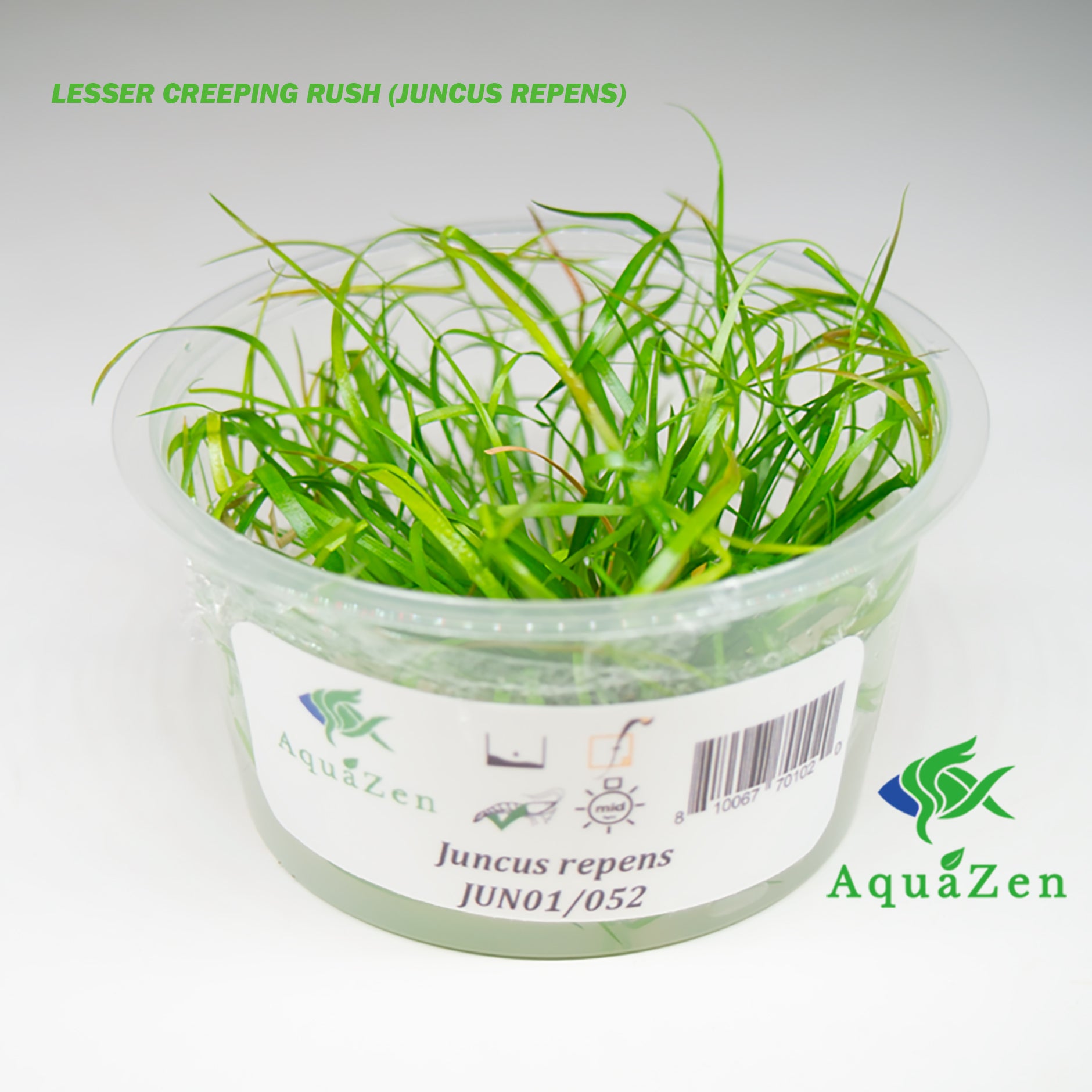 Lesser Creeping Rush (Juncus repens) Tissue Culture - Aquatic Arts on ...