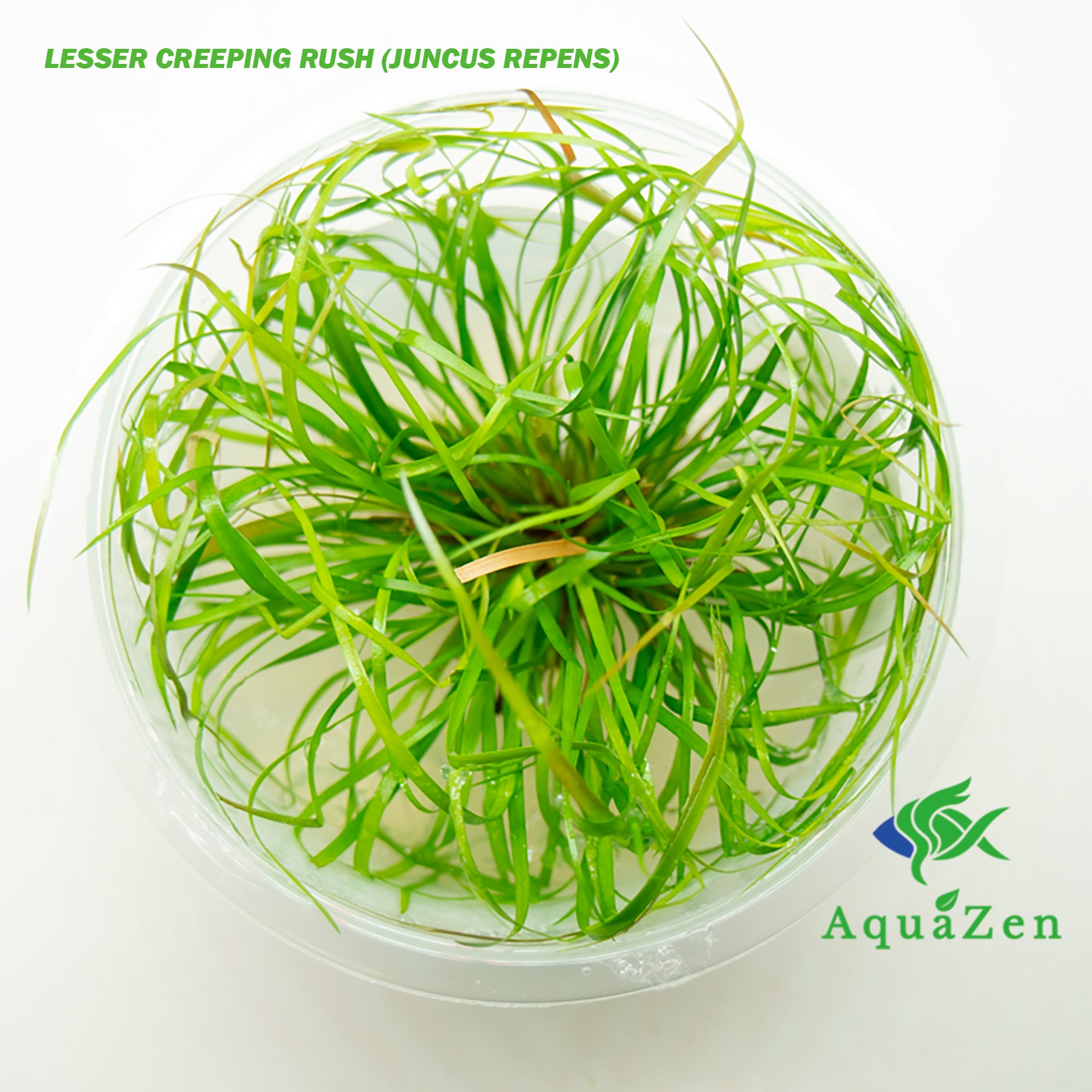 Lesser Creeping Rush (Juncus repens) Tissue Culture - Aquatic Arts on ...