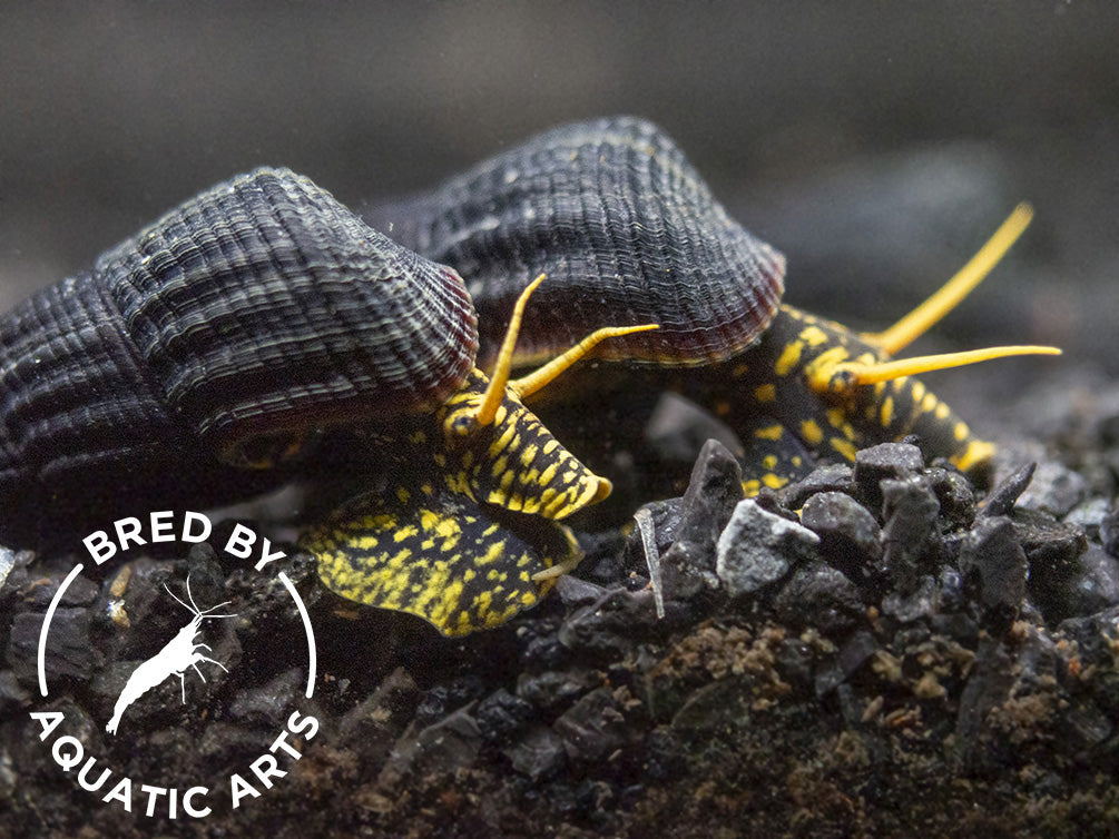 Yellow Spotted Giant Sulawesi Rabbit Snail - Aquatic Arts