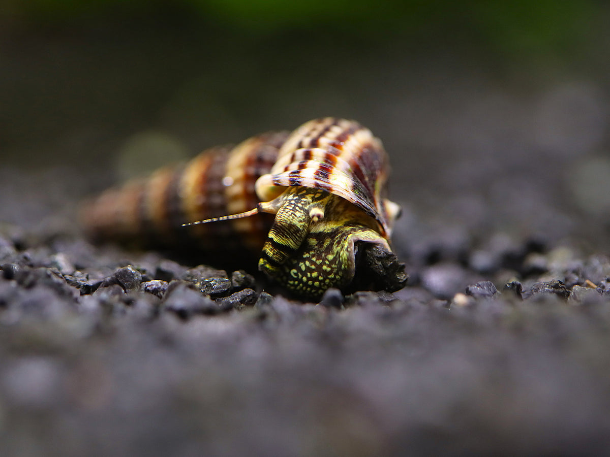 King Rabbit Snail (Cerithidea sp.) – Aquatic Arts