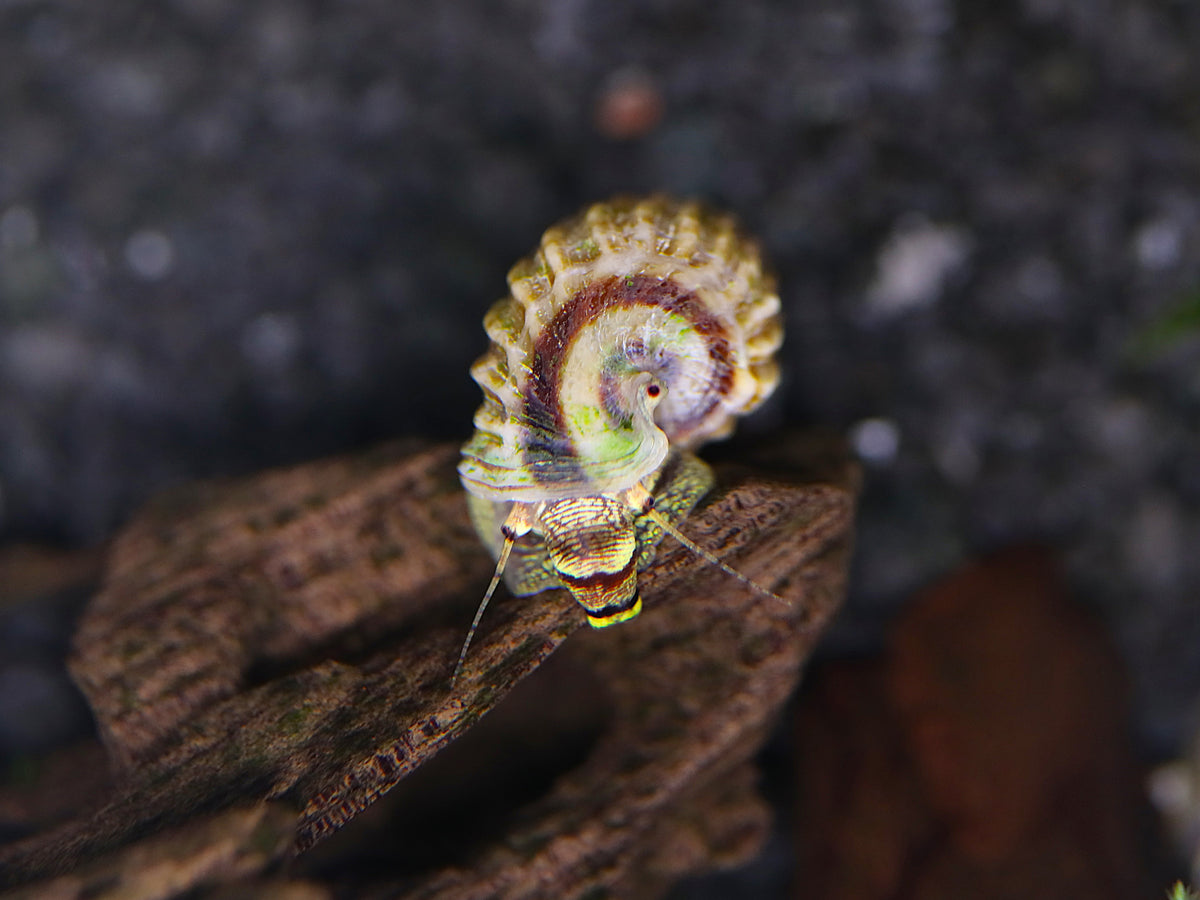 King Rabbit Snail (Cerithidea sp.) – Aquatic Arts