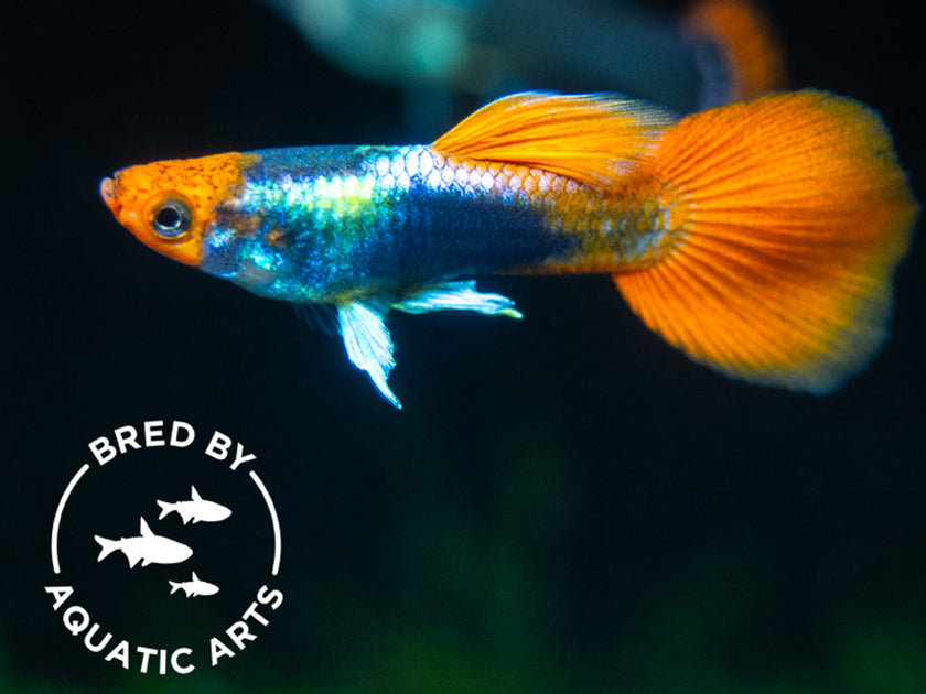 Shrimp Safe Fish (all shrimp) – Page 2 – Aquatic Arts
