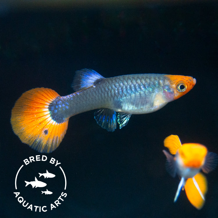Koi Tuxedo Guppy (Poecilia reticulata), Tank-Bred! - Aquatic Arts on ...