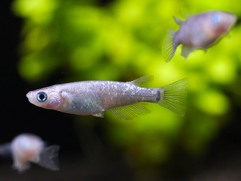 Kurorame Medaka Ricefish (Oryzias latipes 'Kurorame') – Tank Bred ...