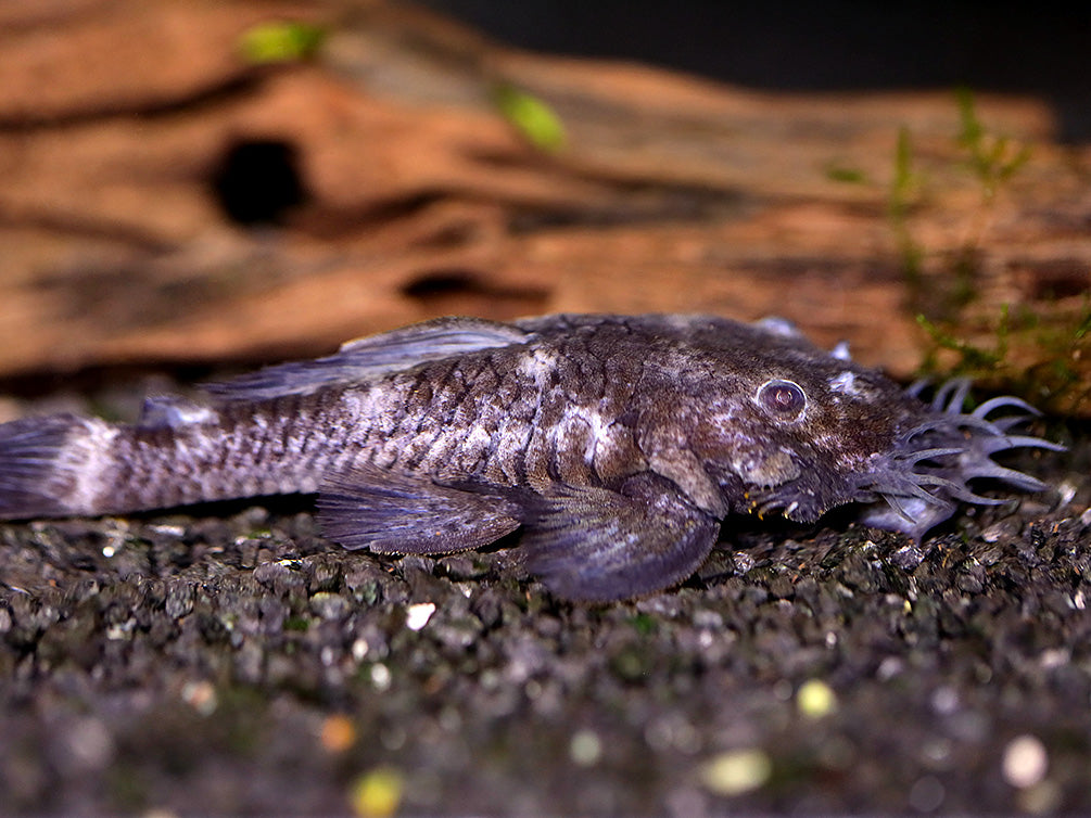 L034 Medusa Pleco (Ancistrus ranunculus) - Brazil – Aquatic Arts