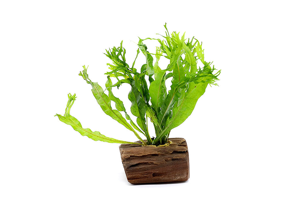 Windelov AKA Lacy Java Fern (Microsorum pteropus "Windelov") on Wood ...