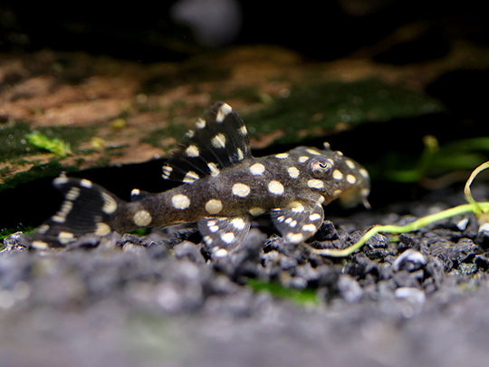 L471 White Spotted Dwarf Hypancistrus Pleco - Aquatic Arts