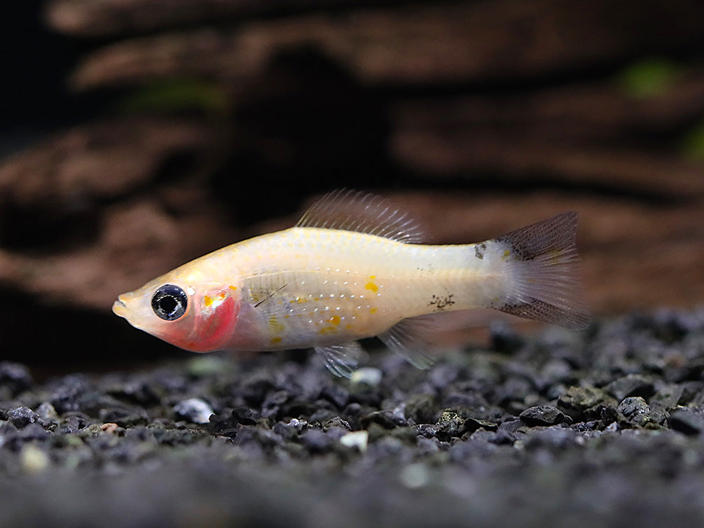 Leopard Molly (Poecilia sphenops) – Tank Bred – Aquatic Arts