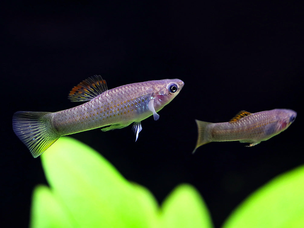 Liberty Molly (Poecilia salvatoris) – Locally Bred – Aquatic Arts