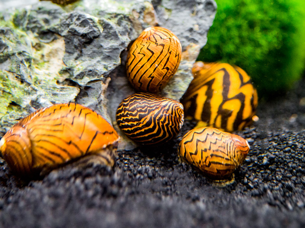 Lightning Bolt Nerite Snail (Neritodryas dubia) - Aquatic Arts on sale today for $ 4.49