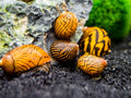 Lightning Bolt Nerite Snail (Neritodryas dubia) - Aquatic Arts