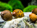 Lightning Bolt Nerite Snail (Neritodryas dubia) - Aquatic Arts