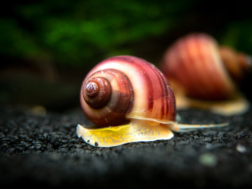 Snail Breeder Packs – Aquatic Arts