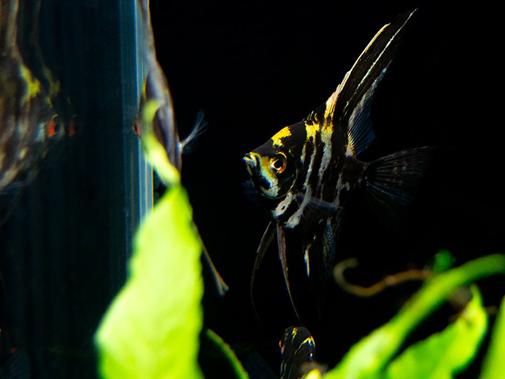 Gold Marble Angelfish (Pterophyllum scalare) - Aquatic Arts