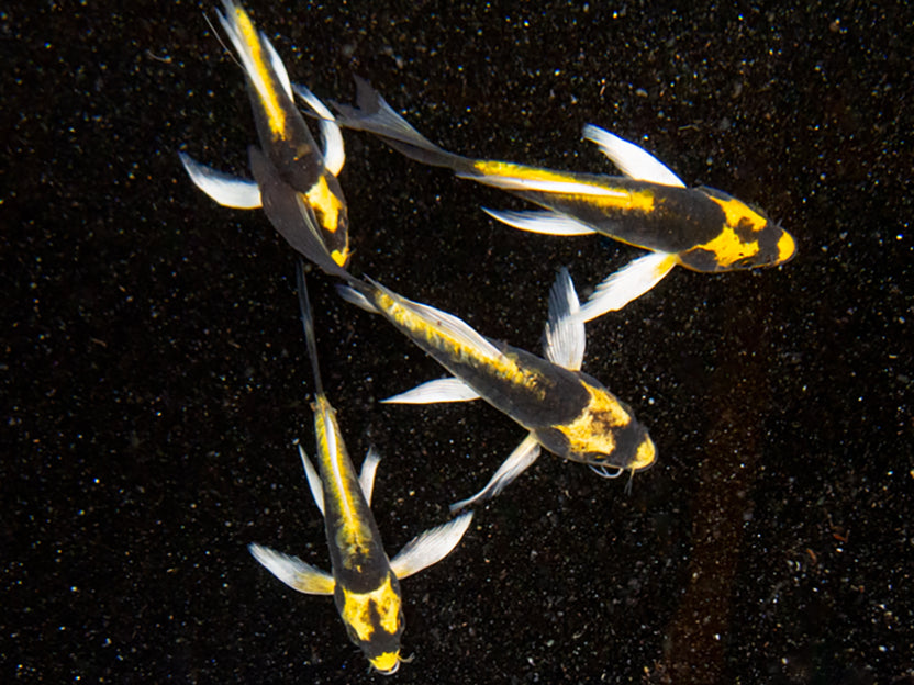 Mayan Butterfly Koi (Cyprinus rubrofuscus "Mayan") - Tank Bred ...