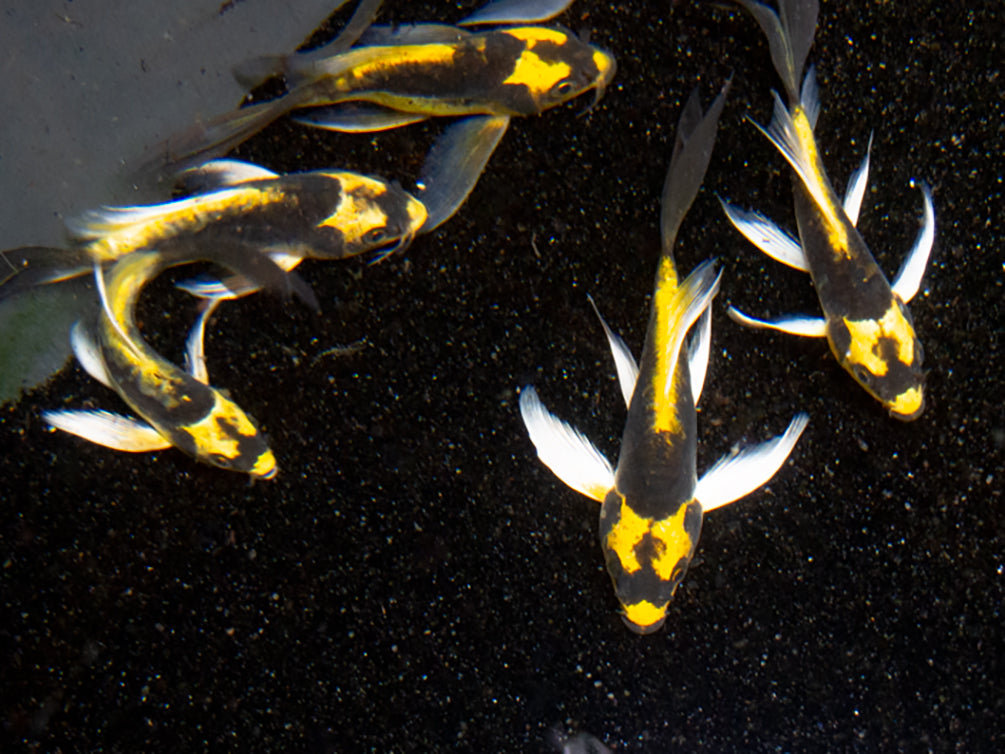 Mayan Butterfly Koi (Cyprinus rubrofuscus "Mayan") - Tank Bred ...