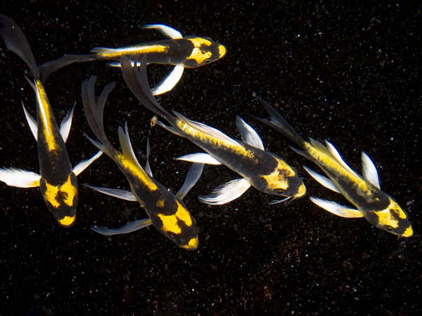 Mayan Butterfly Koi (Cyprinus rubrofuscus "Mayan") - Tank Bred ...