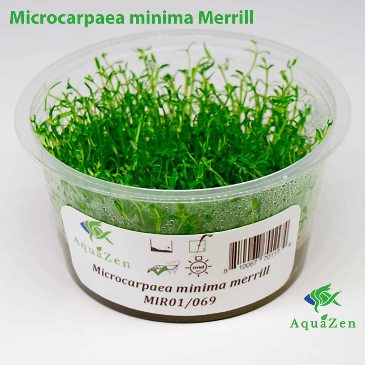 Microcarpaea minima Merrill (Microcarpaea Minima ) Tissue Culture ...