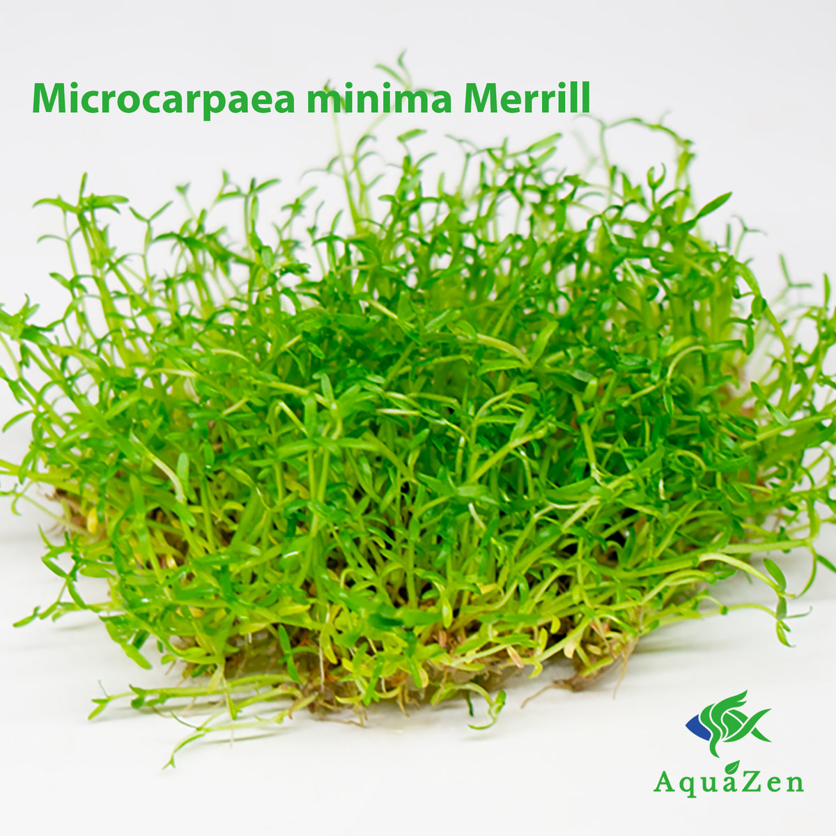 Microcarpaea minima Merrill (Microcarpaea Minima ) Tissue Culture ...