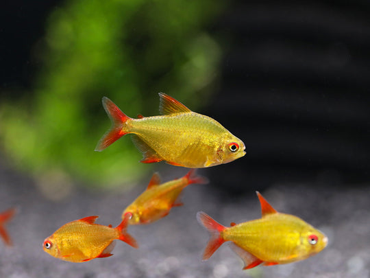 Muzel Red Cherry Tetra (Hyphessobrycon sp. 'Muzel Red Cherry') – Tank ...