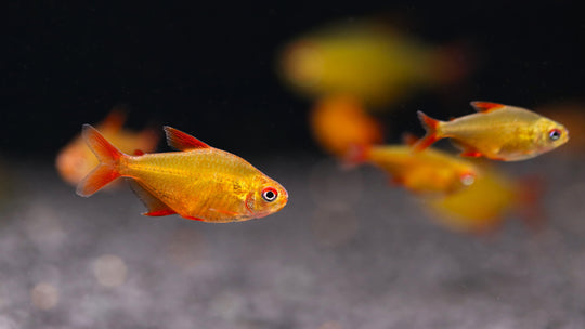 Muzel Red Cherry Tetra (Hyphessobrycon sp. 'Muzel Red Cherry') – Tank ...