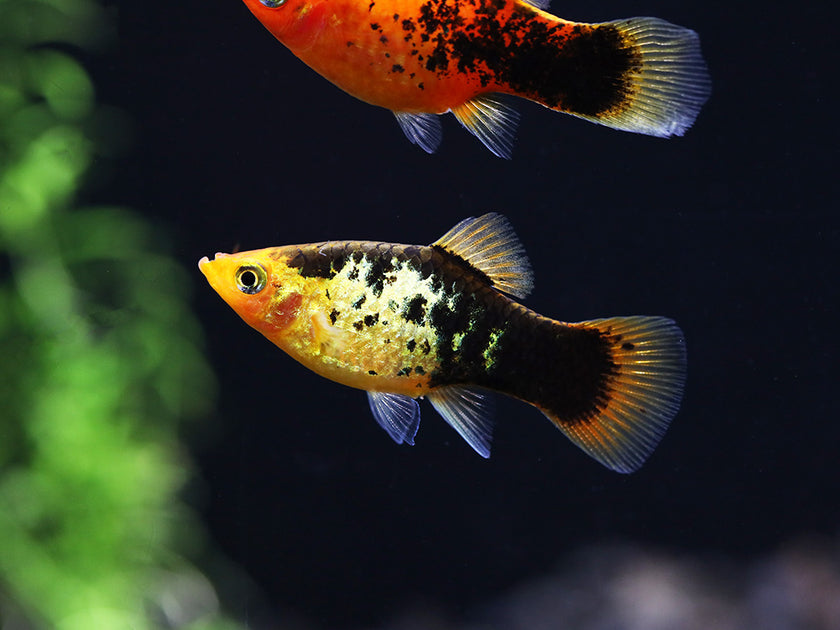 Mollies / Platies / Swordtails – Aquatic Arts