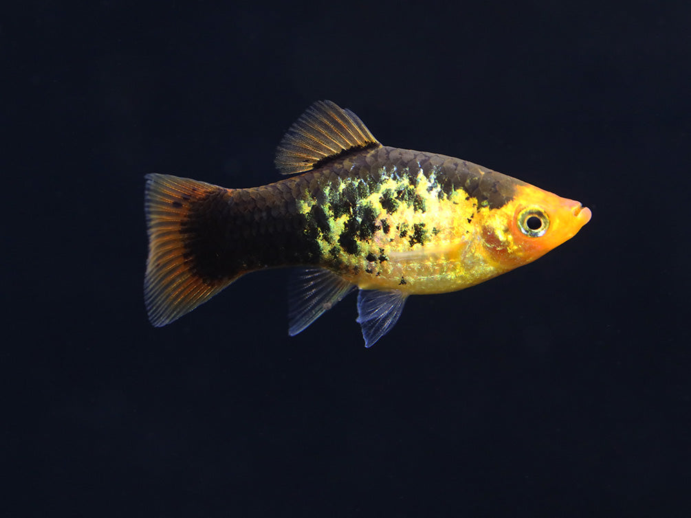 Painted Platy (Xiphophorus maculatus) - Tank Bred – Aquatic Arts