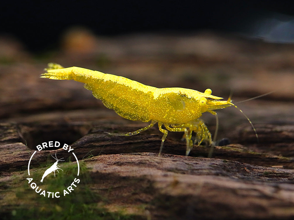 Yellow Eye (YE) Golden back Neocaridina Shrimp – Bred by Aquatic Arts