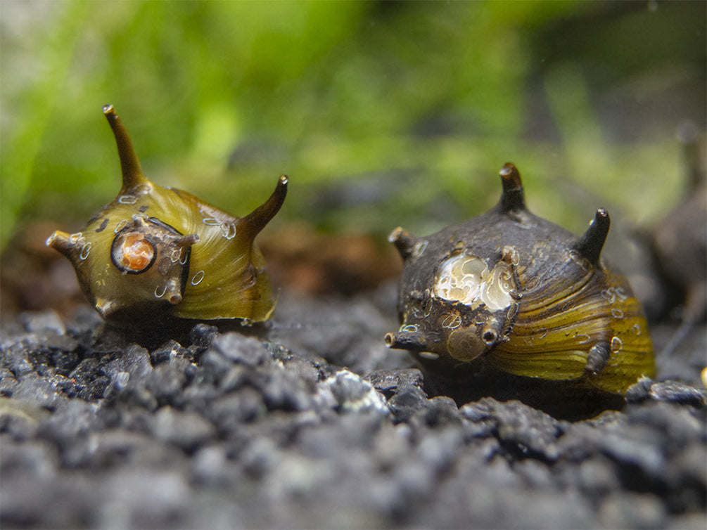 Assorted Thorn/Horn Nerite Snails (Clithon sp.) - Aquatic Arts
