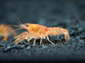 Orange CPO Dwarf Mexican Crayfish - Aquatic Arts