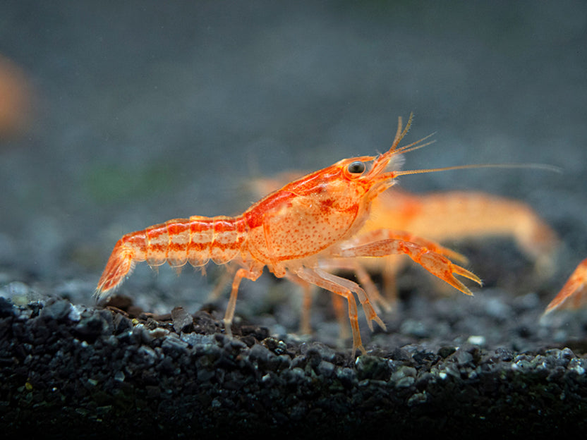 Orange CPO Dwarf Mexican Crayfish - Aquatic Arts