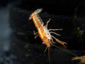 Orange CPO Dwarf Mexican Crayfish - Aquatic Arts