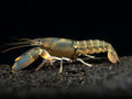 Emerald Fire Crayfish (Cherax snowden) - Aquatic Arts