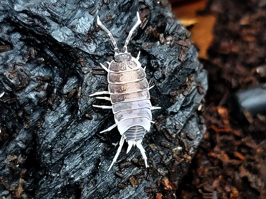 Isopods / Springtails – Aquatic Arts