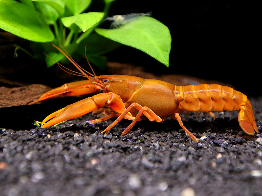 Cherax – Aquatic Arts