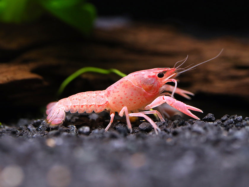 Freshwater Crayfish Bred by Aquatic Arts