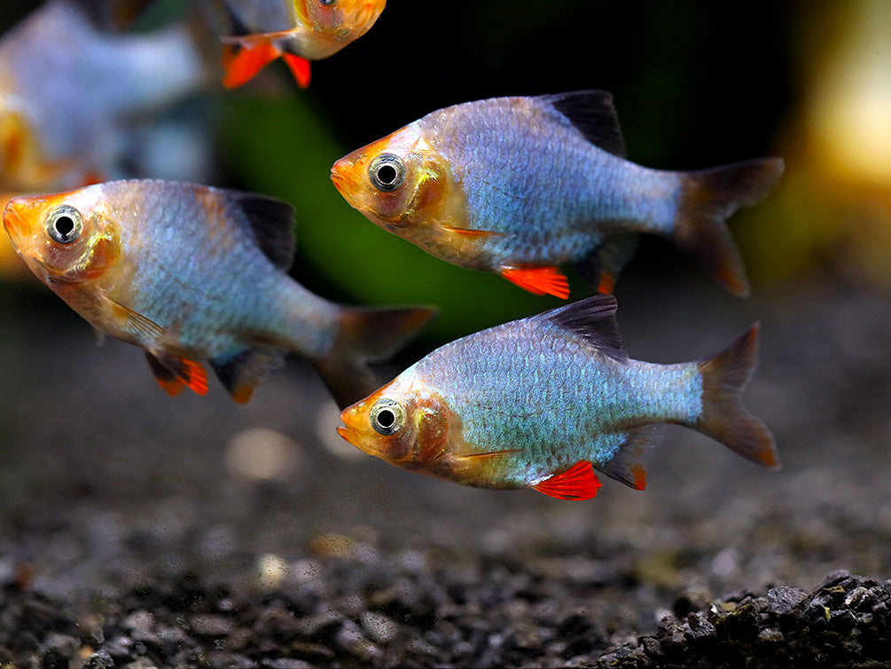 Platinum Green Tiger Barb (Puntigrus tetrazona) – Tank Bred – Aquatic Arts