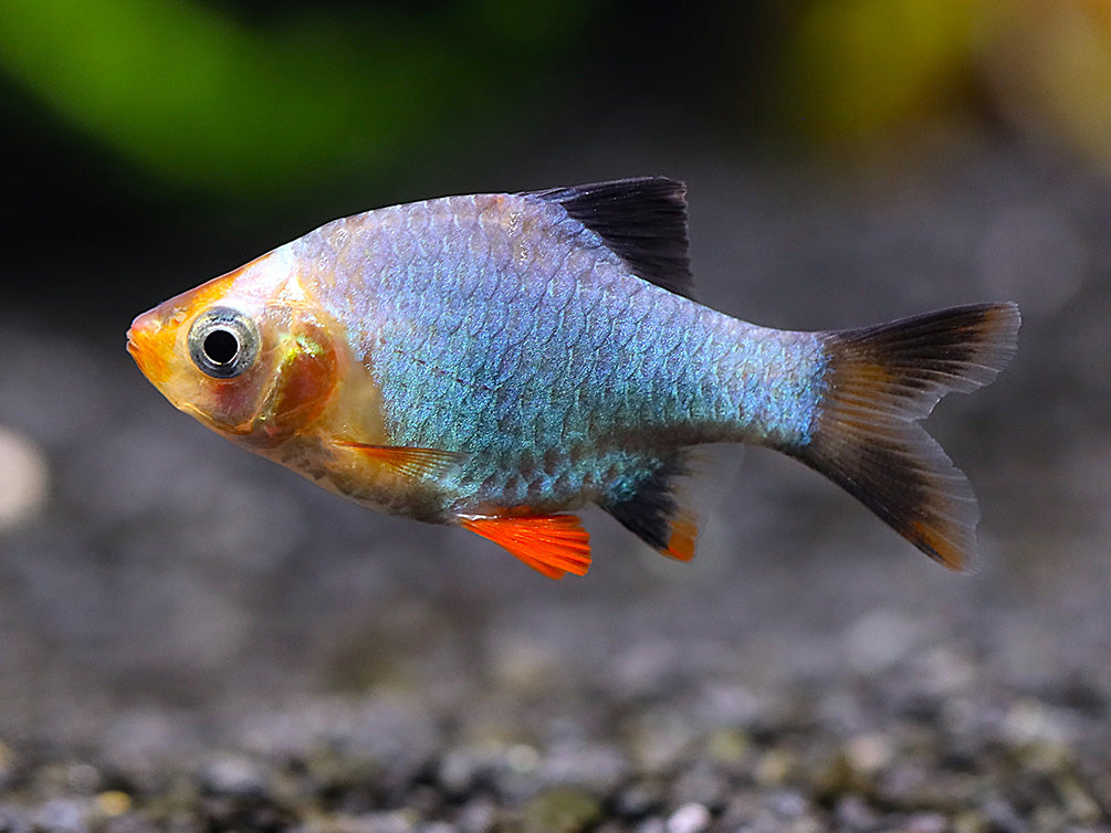 Platinum Green Tiger Barb (Puntigrus tetrazona) – Tank Bred – Aquatic Arts