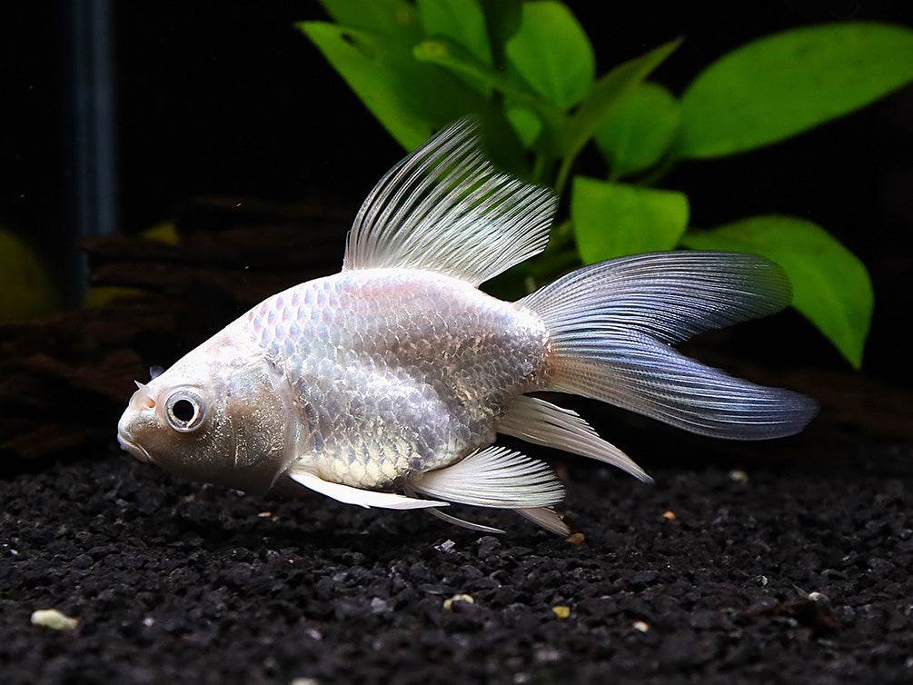 Platinum Longfin Short body Koi (Cyprinus carpio) – Tank-Bred – Aquatic ...