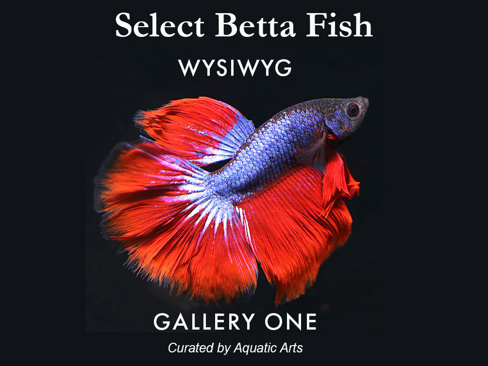 Premium Select Betta Fish (Betta splendens) - WYSIWYG Gallery One ...