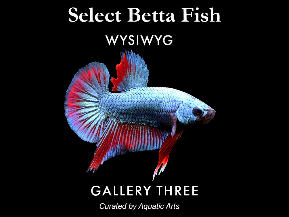 Premium Select Betta Fish (Betta splendens) - WYSIWYG Gallery Three ...