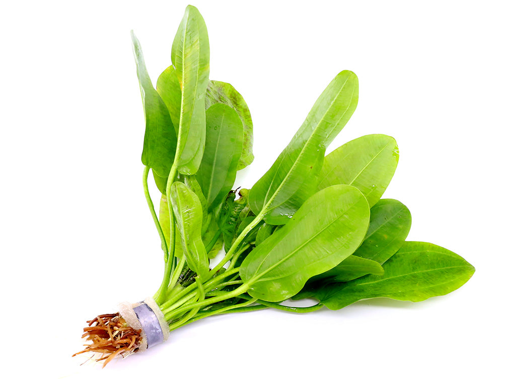 Python Sword Plant (Echinodorus ‘Python’) – Aquatic Arts