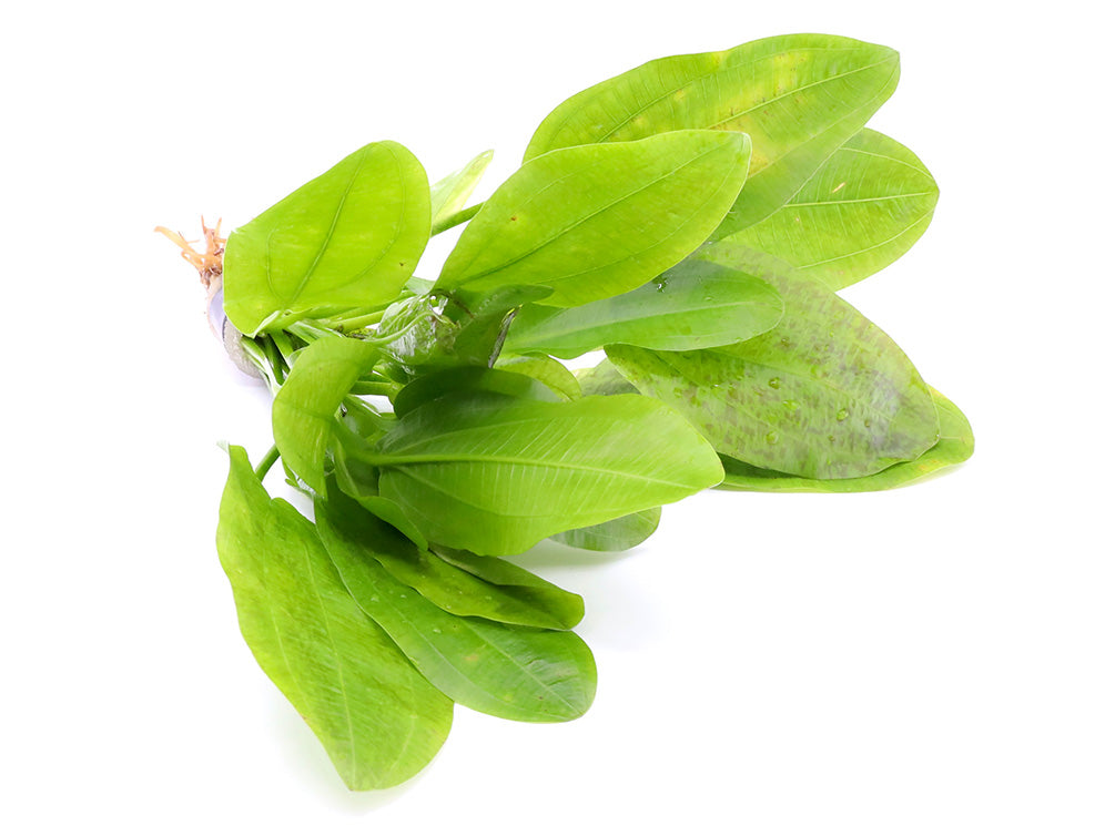 Python Sword Plant (Echinodorus ‘Python’) – Aquatic Arts