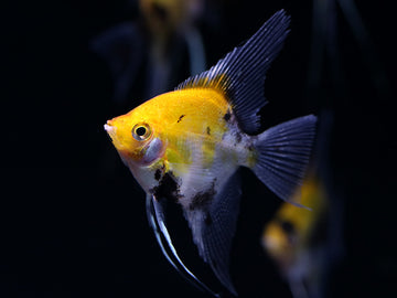 Red Devil Angelfish (Pterophyllum scalare 'Red Devil') - Tank Bred ...